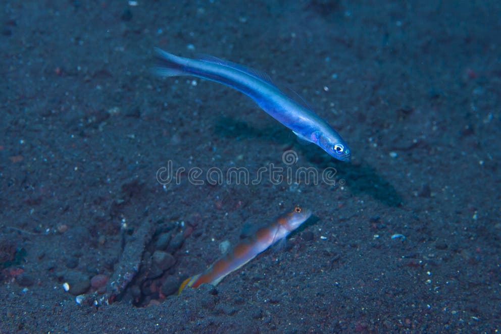 Round-Tailed Dart Goby Ptereleotris Sp.1 Stock Photo - Image of ...