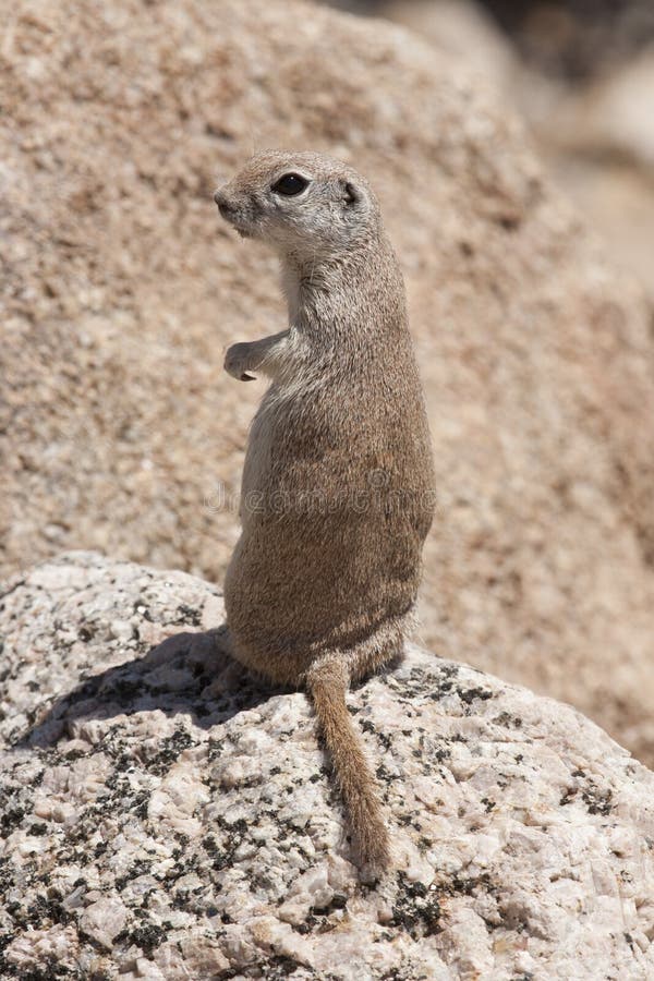 Round-tailed Ground Squirrel Stock Photo - Image of round, rodent: 24808722