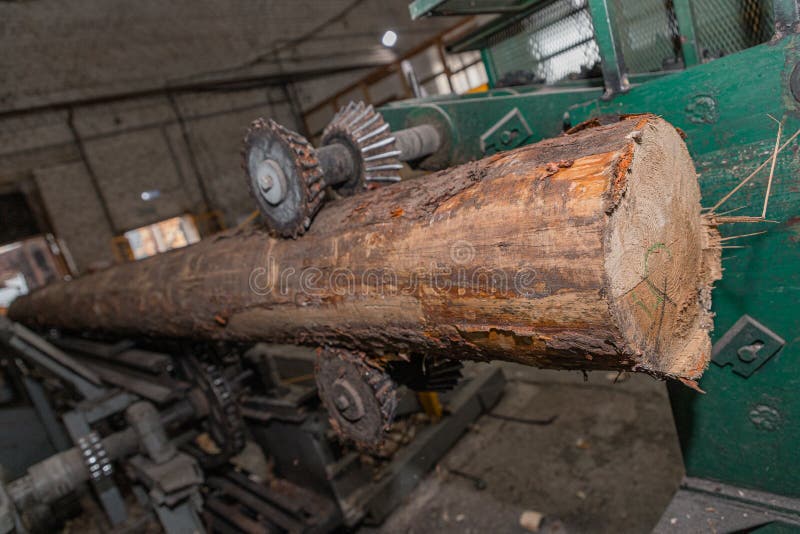Processing of Round Timber Logs for Building Wooden House. Removing ...
