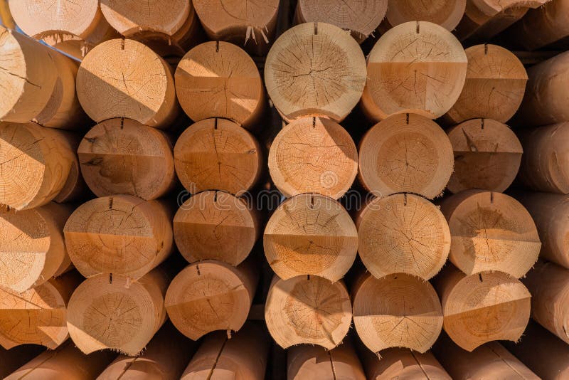 Round Timber Logs Preparation Sorting Processing at Sawmill. Wheel ...