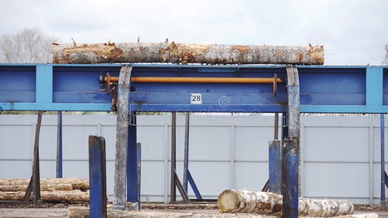 Round Timber Logs Preparation Sorting Processing at Sawmill. Wheel ...