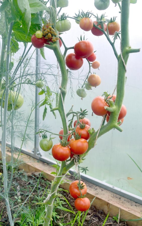 Round Tomatoes Turn Red and Ripen on a Branch in a Greenhouse Stock ...