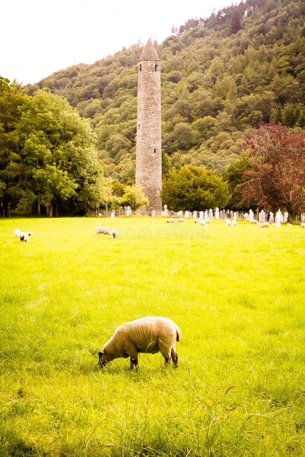Round Tower and Sheep in Glendalough Stock Image - Image of tower ...