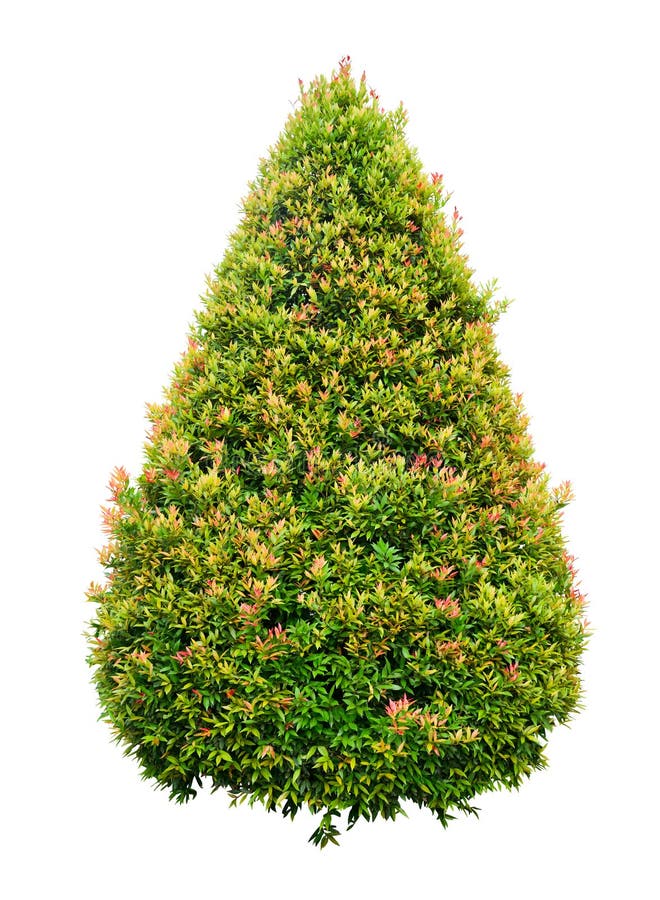 3,700+ Round tree Free Stock Photos - StockFreeImages