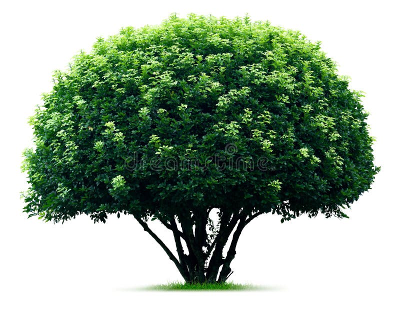 Round Tree Stock Images - Image: 28055174