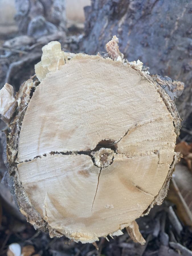 Wood cutting stock photo. Image of round, cutting, tree - 143554128