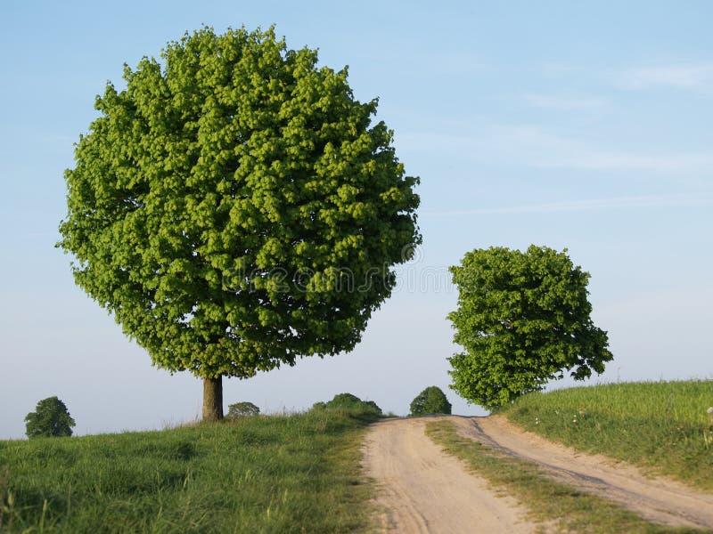 Round Tree and Dirt Road stock photo. Image of road, sunny - 5186556