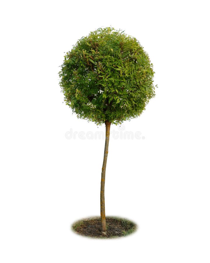 Green round tree stock photo. Image of cutted, mallorca - 5937322