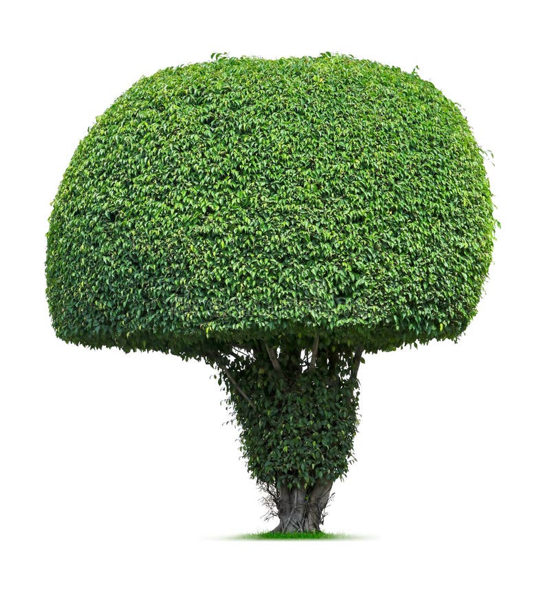 Round tree stock photo. Image of white, round, botanical - 33175222