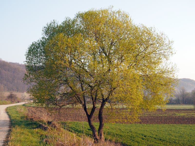 Round tree stock photo. Image of botanic, graphic, flora - 30505176