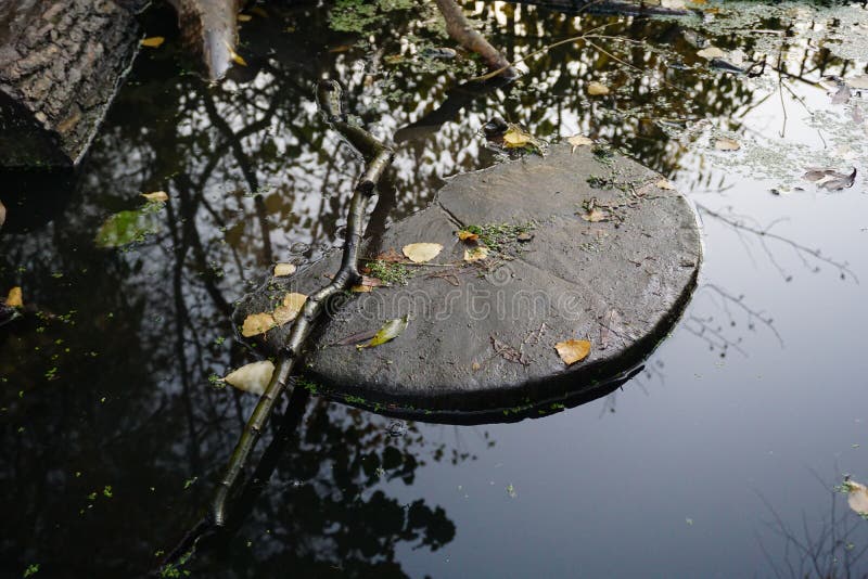 View with Branch and Tree in the Pond Stock Photo - Image of wildlife ...