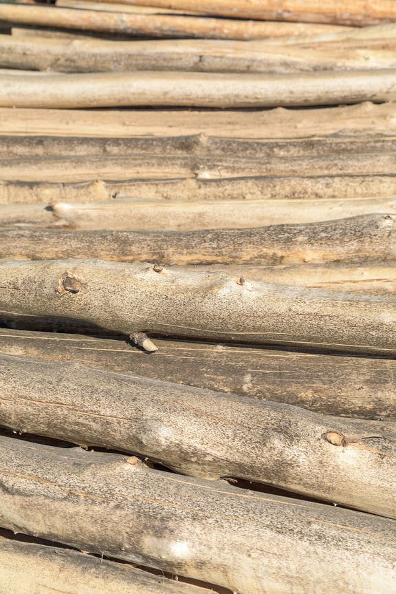 Round tree trunks stock photo. Image of balk, bark, background - 77158640