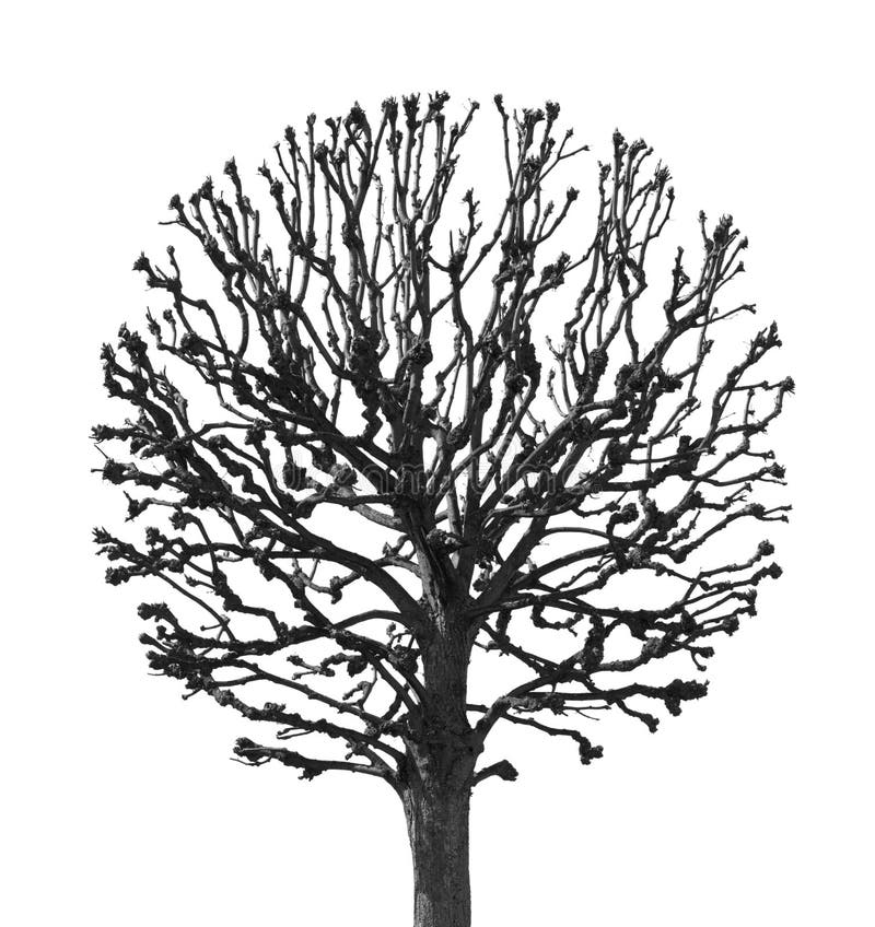 Round tree stock image. Image of growth, round, concept - 100320199