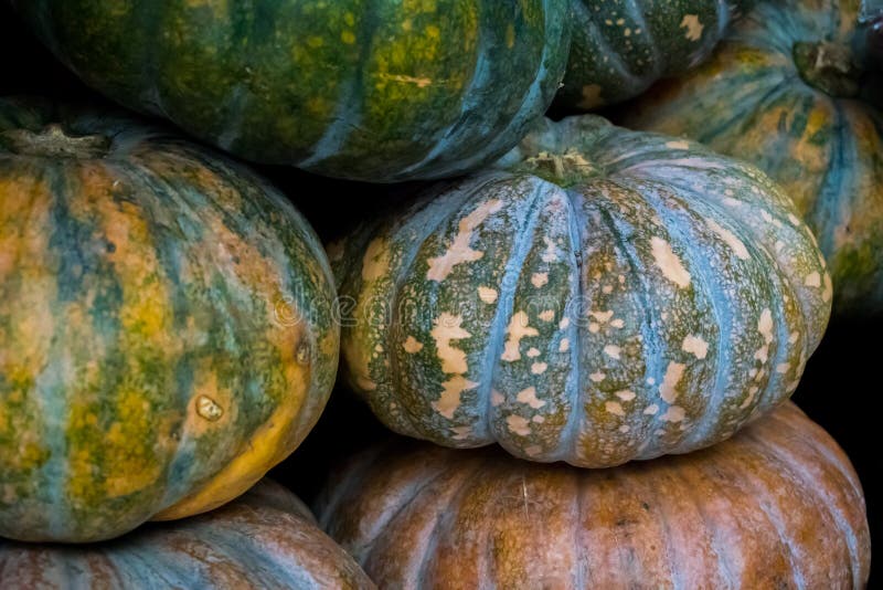 Round Tropical Pumpkin, Colored Pumpkins Stock Photo - Image of nature ...