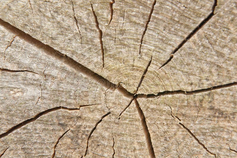 Round Trunk of an Old Tree with a Beautiful Structure Stock Image ...