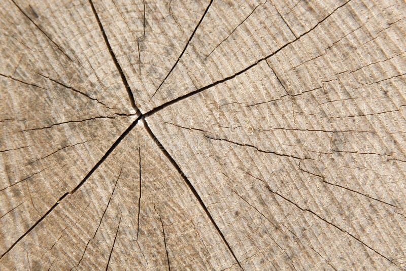 Round Trunk of an Old Tree with a Beautiful Structure Stock Image ...