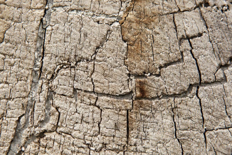Round Trunk of an Old Tree with a Beautiful Structure Stock Photo ...