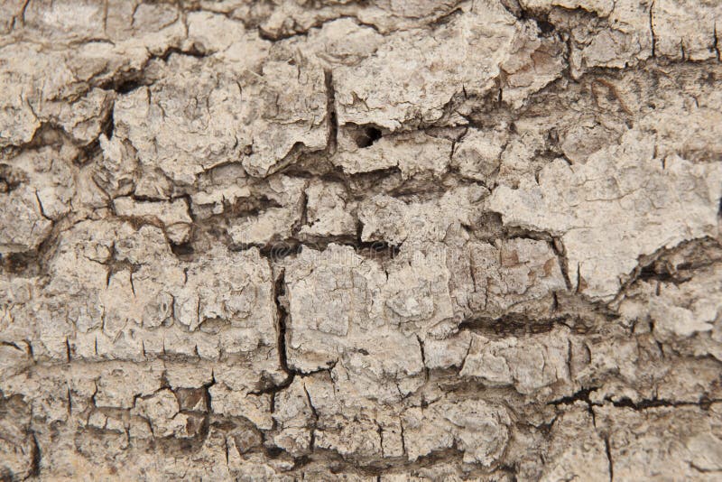 Round Trunk of an Old Tree with a Beautiful Structure Stock Photo ...