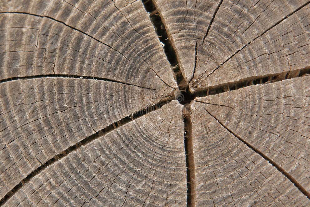 Round Trunk of an Old Tree with a Beautiful Structure Stock Photo ...