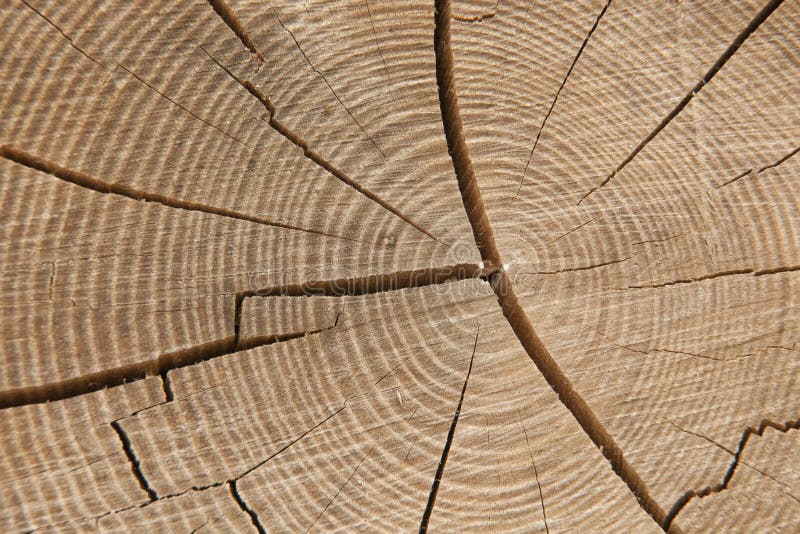 Round Trunk of an Old Tree with a Beautiful Structure Stock Photo ...