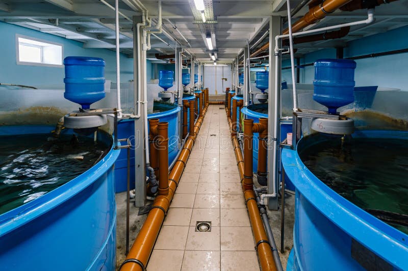 Round Water Basins with Automatic Feeding and Water Recirculation for ...