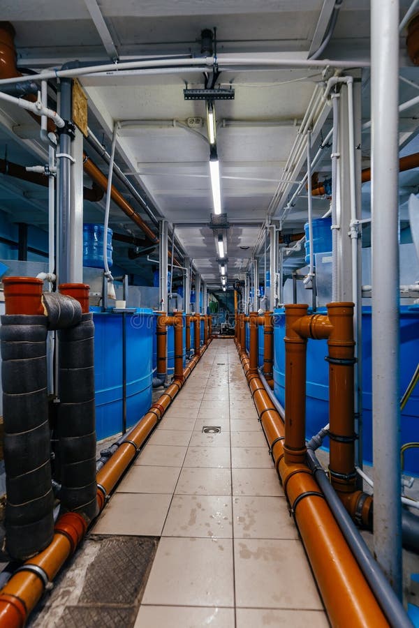 Round Water Basins with Automatic Feeding and Water Recirculation for ...