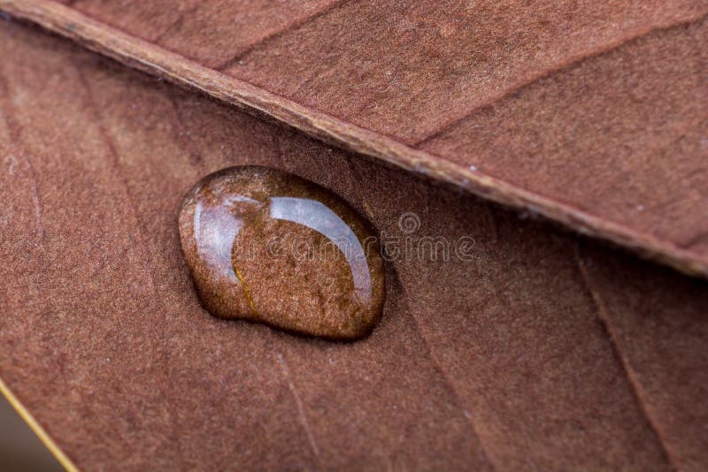 Round Water Drop in Close-up on a Leaf Background Stock Image - Image ...