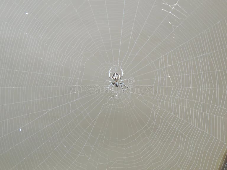Spider`s Web with Spider in the Center Stock Image - Image of spider ...