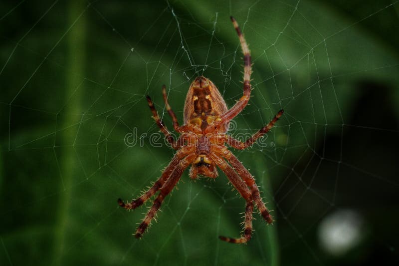 Round web weaver spider stock photo. Image of insect - 309397022