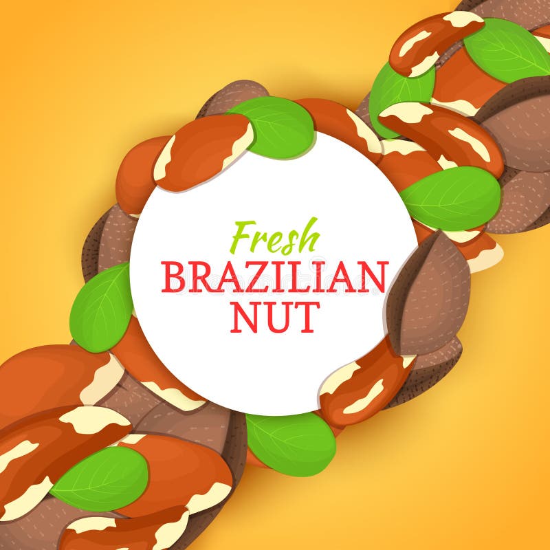 Round White Frame on Brazil Nut Diagonal Composition Background. Vector ...