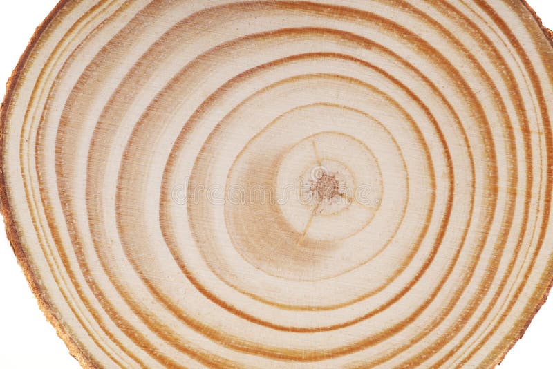 Round Wood Cut Closeup Isolated Stock Image - Image of round ...