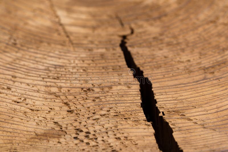 Round Wood Grain in Tree Stump Stock Image - Image of furniture, trunk ...