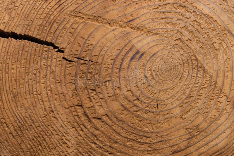 Round Wood Grain in Tree Stump Stock Image - Image of wood ...