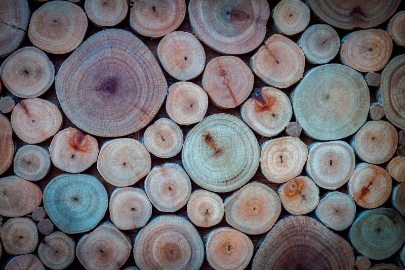 Round Wood Piece Sticked on the Wall Stock Image - Image of nature ...
