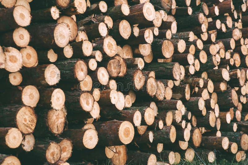 Round Wood, a Stack of Cut Trees. Sectional View from the End of the ...