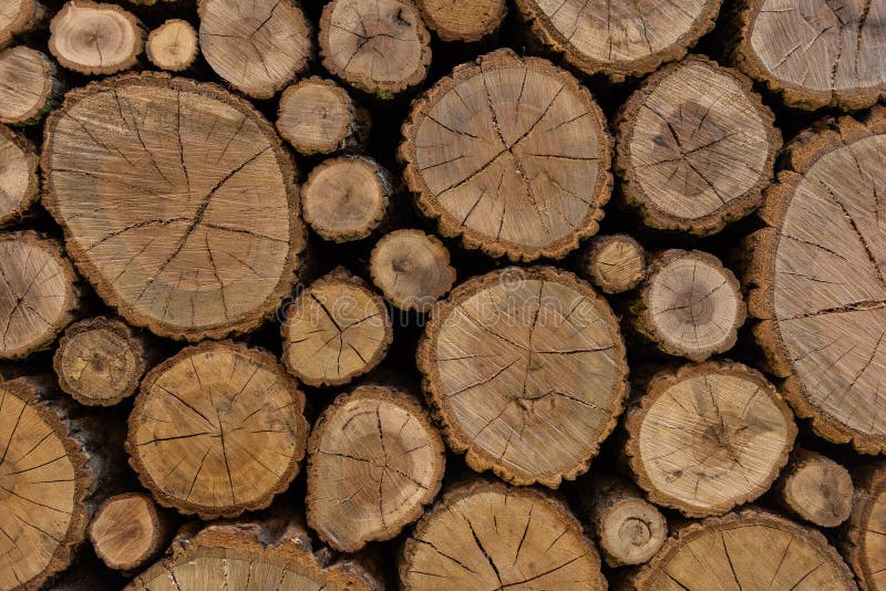 Round wood stem pattern stock photo. Image of wood, textured - 172326550