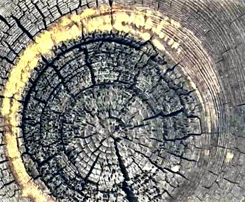 Round Wood Texture, Saw Cut of a Tree Trunk, Inside, Circles, Vector ...