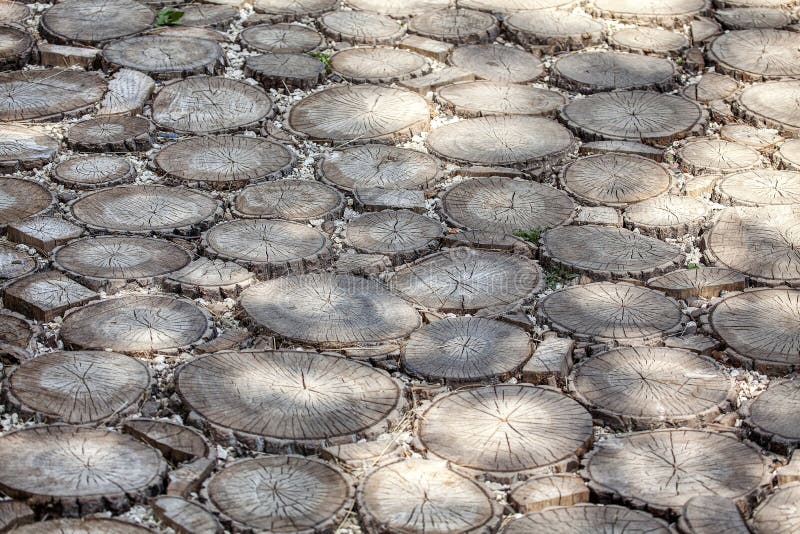 Path of cut round trees stock photo. Image of stacked - 153379704