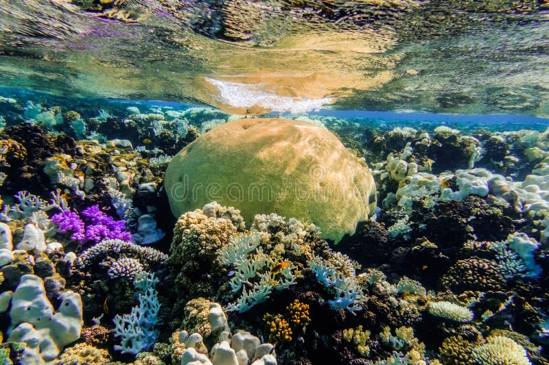 Round Yellow Coral on the Coral Reef with Reflections on the Surface ...