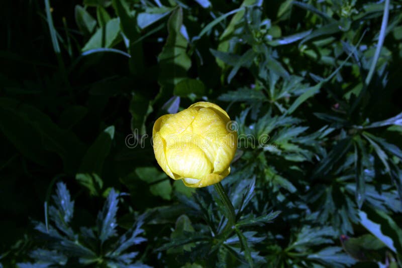Round yellow flower stock photo. Image of ball, grass - 143575710