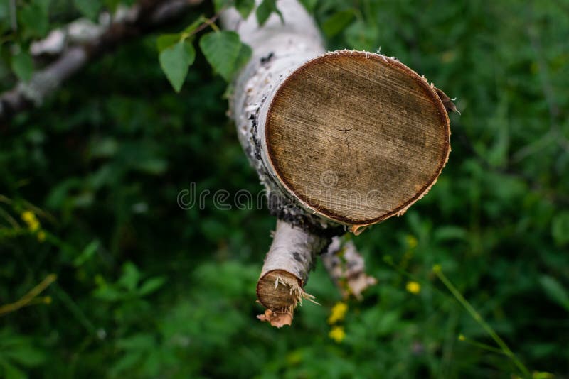 Round Yellow Orange Cut of White Birch Tree in Green Forest Stock Image ...