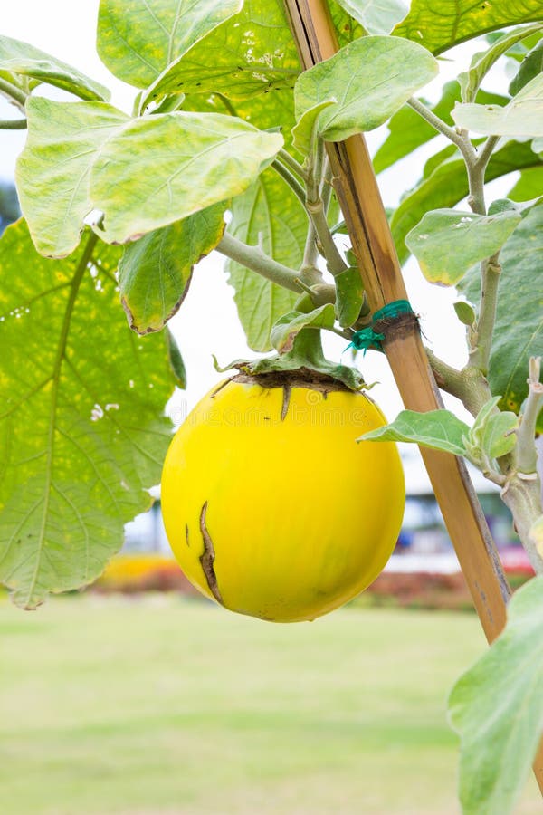 Round yellow zucchini stock image. Image of vitamin, green - 33251139