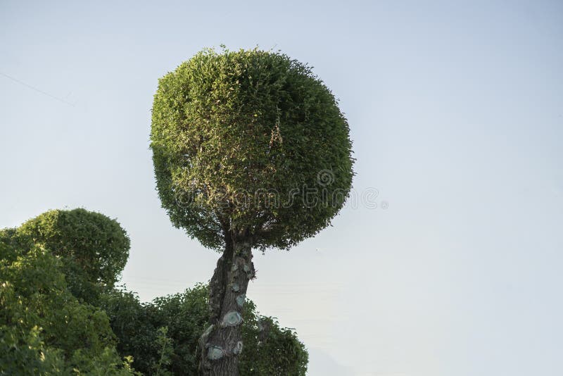 Rounded or Ball Shape Tree Outdoor, Style Cut Form Wood in the Park ...