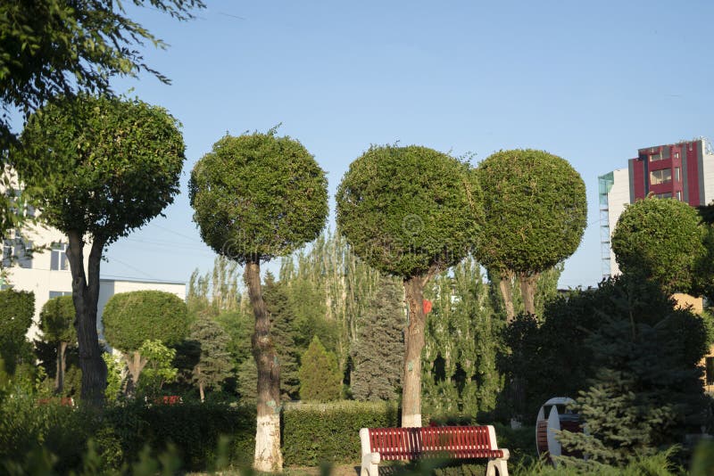 Rounded or Ball Shape Tree Outdoor, Style Cut Form Wood in the Park ...
