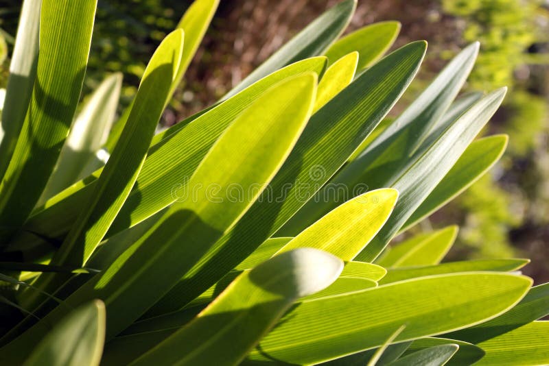 Green Leaf Blades stock photo. Image of leaf, beauty - 120887280