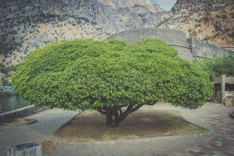 A rounded crown tree stock photo. Image of plant, crop - 203124006