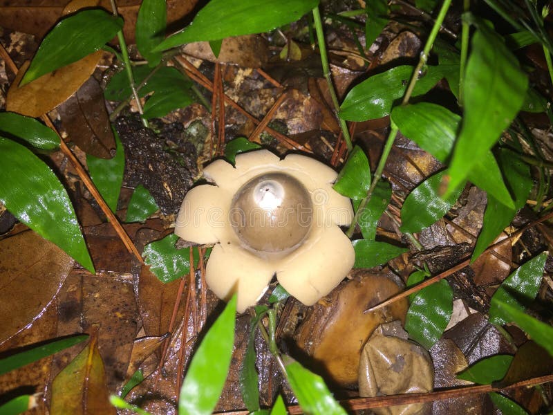 Geastrum Saccatum Earthstar Mushroom Stock Photo - Image of sessile ...