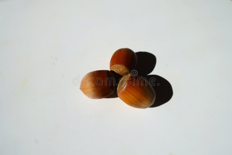 Rounded Fully Ripe Unpeeled Hazelnuts 3 Items Stock Image - Image of lambert, edible: 260521123