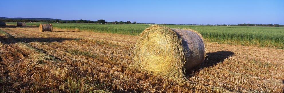 Rounded hay bails stock image. Image of texas, round - 23160061