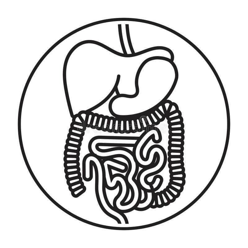 Human Digestive System Organs Flat Vector Color Icon for Apps and ...